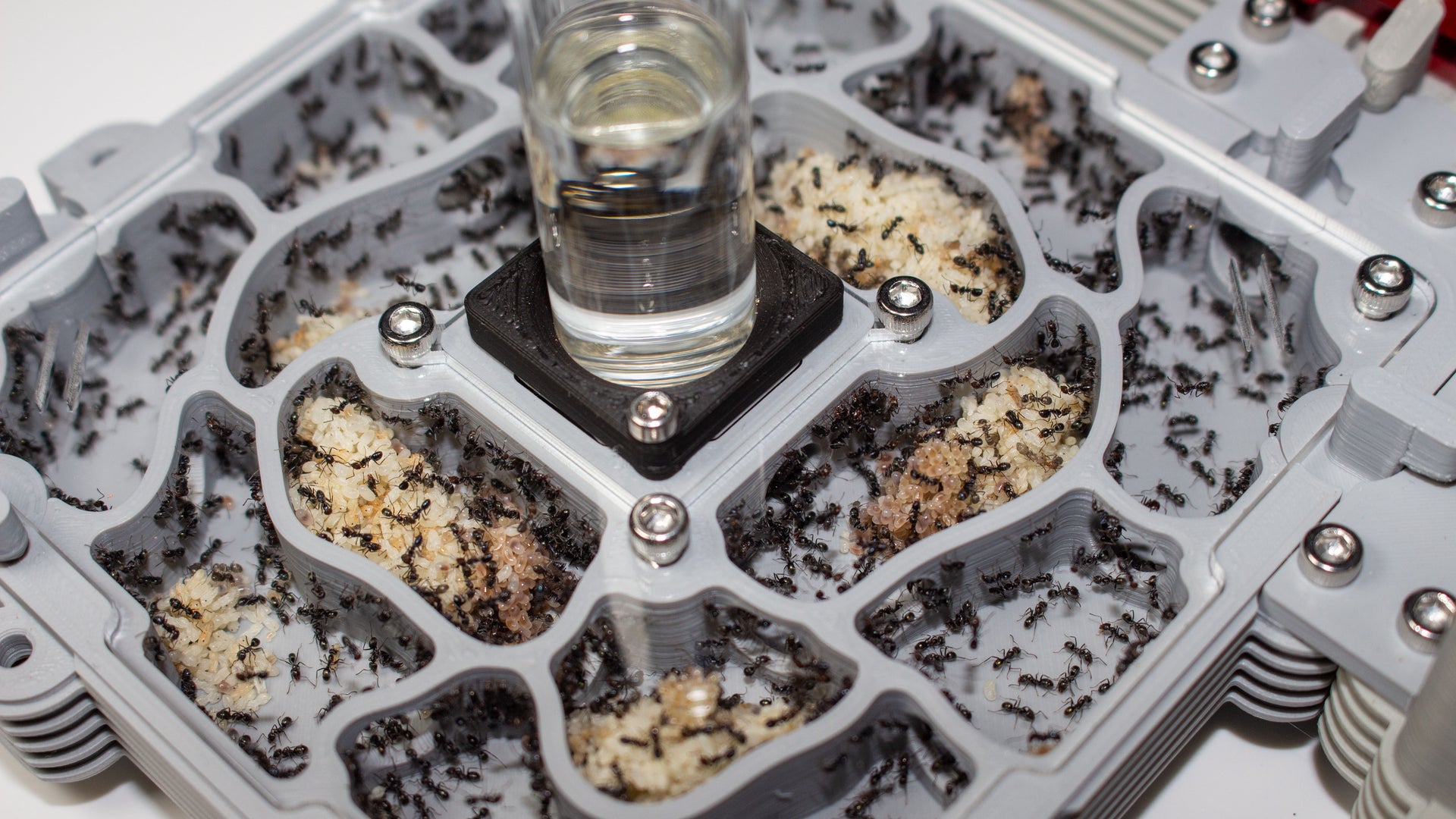 Ant Shop for 3D Formicariums #1 | Ant Dimension