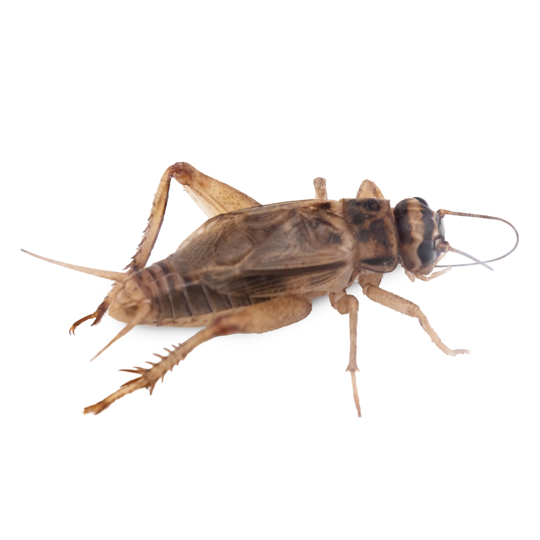 Grillo Acheta domesticus | Alimento Vivo | Ant Dimension