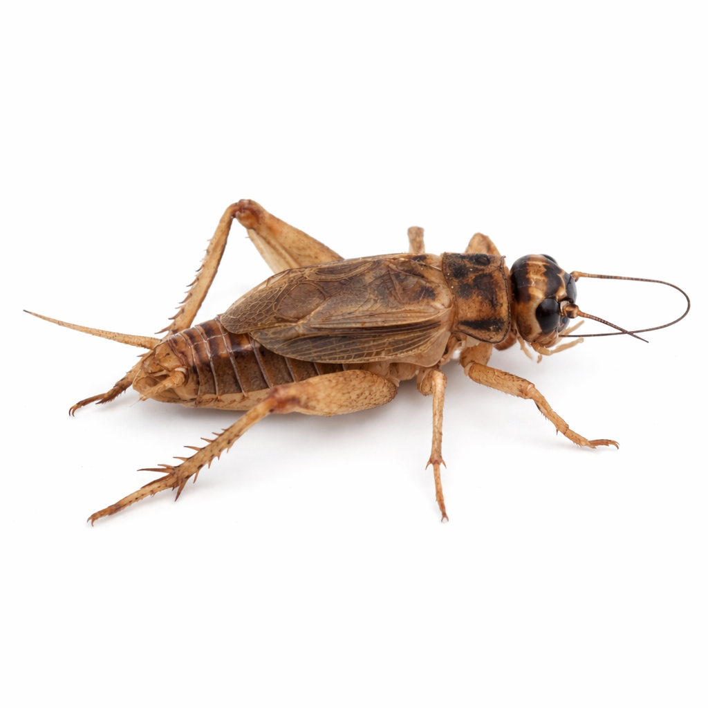 Cricket (Acheta domesticus) | Live Food | Ant Dimension