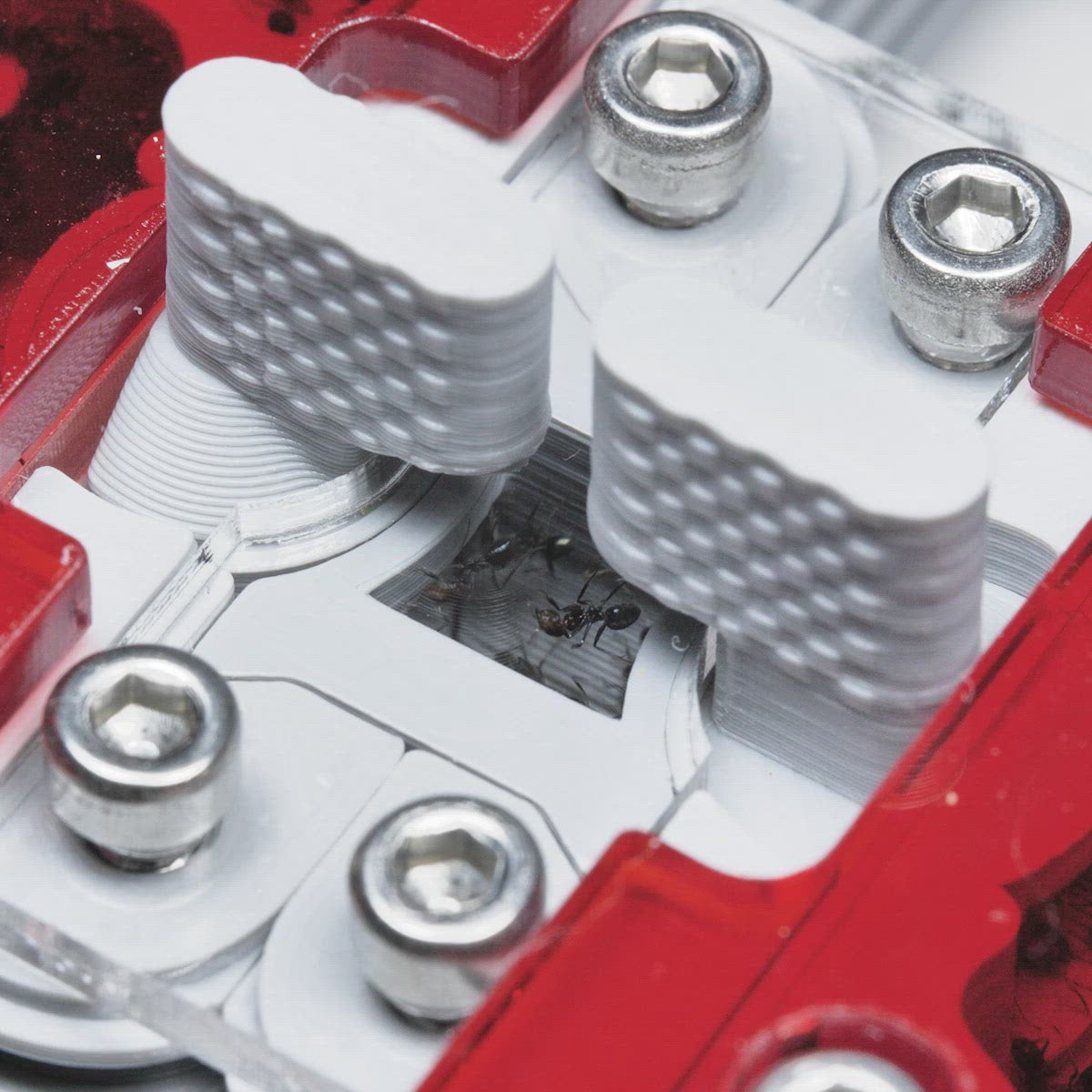 Conector Modular Transparente | Ant Dimension